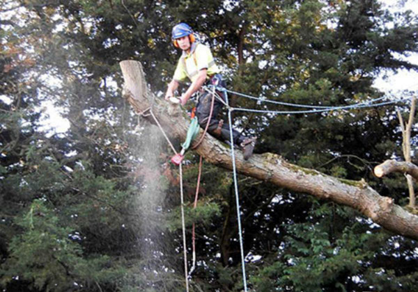 Tree surgery | Reduction & thinning | Removal | East Sussex